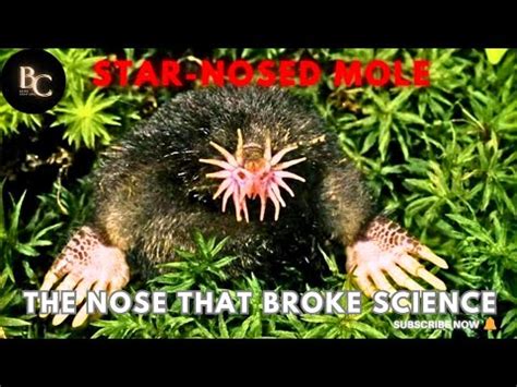 Star Nosed Mole The Nose That Broke Science Youtube