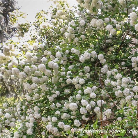 White Flowering Shrubs 20 Of The Best Varieties For Your Garden