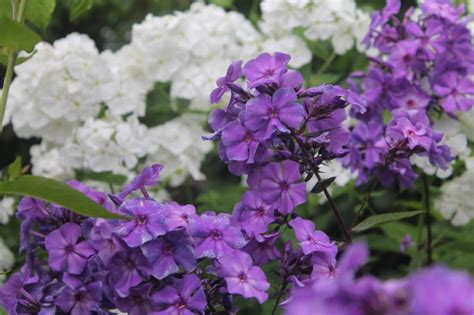 Все о флоксах многолетних сортов: как правильно сажать и ухаживать