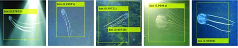 Output By Classification Model 5 For Carybdea Marsupialis Box