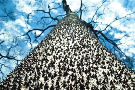 The Dynamite Tree Is Covered In Poisonous Spikes And Has Exploding