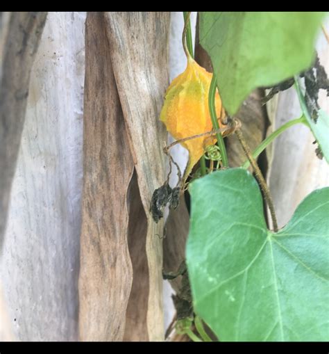 Espacio Para Volar Cundeamor Bitter Melon