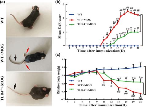 Tlr4 Involves In Eae Pathogenesis A Behavioral Symptoms Of Eae Mice Download Scientific
