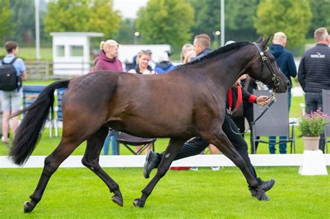 Foto 62 Candy Ig Welsh