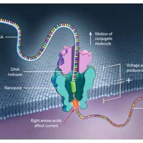 Nanopore Sequencing Download Scientific Diagram