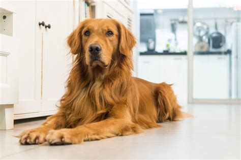 Son Golden Retriever Buenos Perros De Apartamento