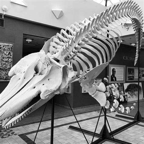 Orca Project — Noyo Center For Marine Science