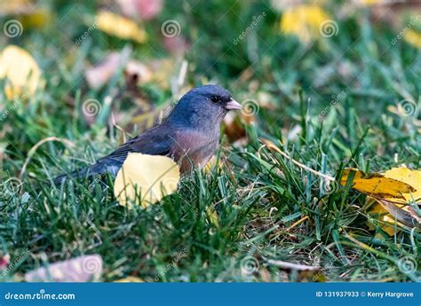 Dark Eyed Junco On A Grassy Lawn Stock Image Image Of Eyed Forest 131937933