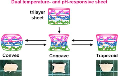 Dual Temperature And Ph Responsive Layered Hydrogels Synthesized Via Halogen Bond Based Solid