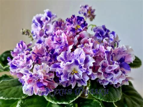 Фиалки Морев, НК, НД, ВаТ, ПТ, ЕК