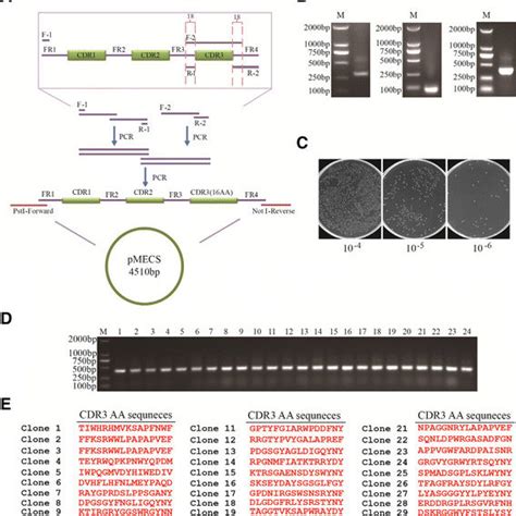 Pdf Construction Of A Synthetic Phage Displayed Nanobody Library With