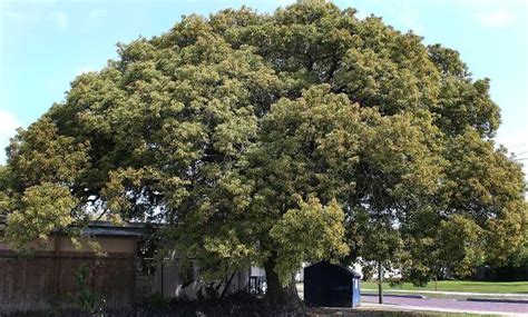 Enh326st167 Cinnamomum Camphora Camphor Tree
