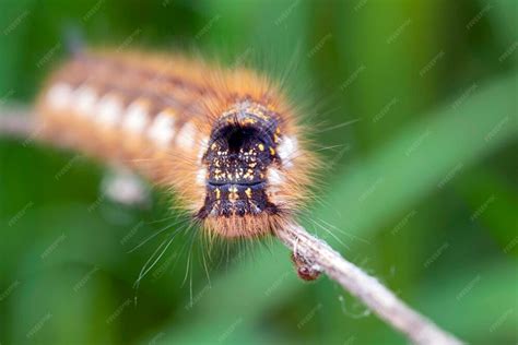 Premium Photo Hairy Caterpillar Closeup Macro Photography