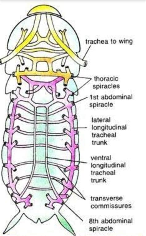 Respiratory System Of Cockroach Roach Cockroach Insect