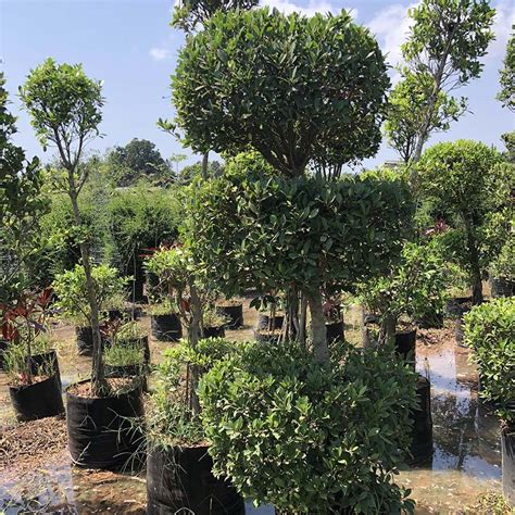 Ficus Microcarpa Indian Laurel Fig Wholesale Supplier