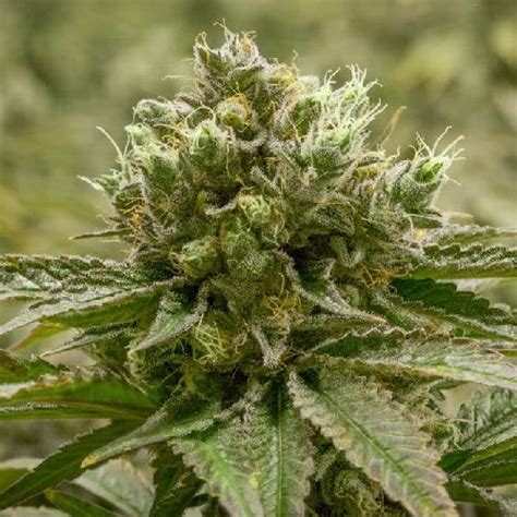 Primus Strain Relaxing Indica Seeds For Pain And Anxiety Relief