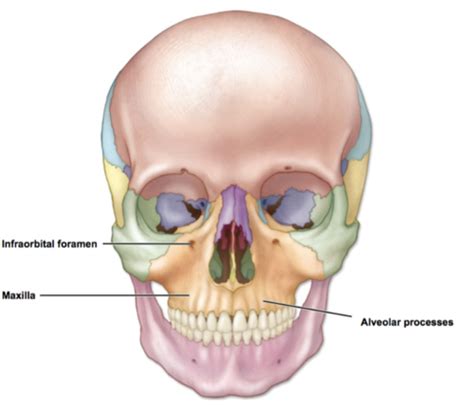 Infraorbital Foramen Of Maxilla