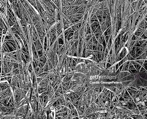 Beach Grass Vector Photos And Premium High Res Pictures Getty Images