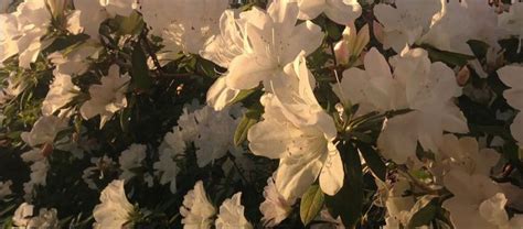 Roenica Van Greuning