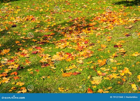 Dead Autumn Fall Leaves Season Laying Ground Grass Orange Brown Stock