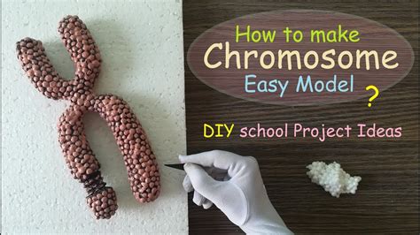 Making Chromosome Model Styrofoam Carving Youtube