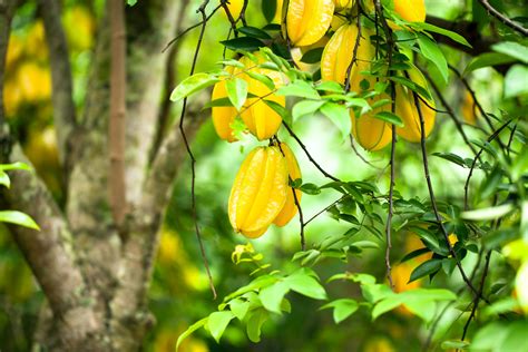 Star Fruit Tree