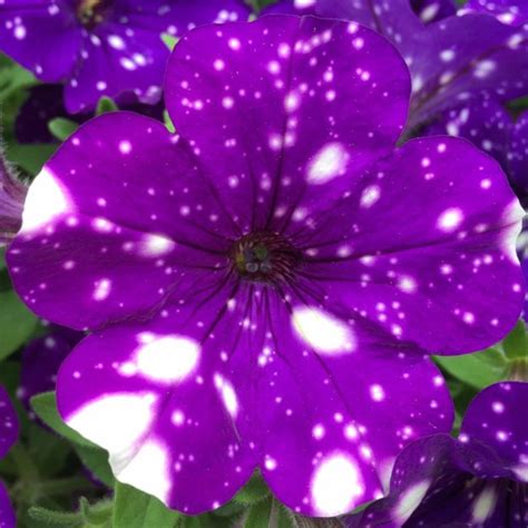 Petunia Night Sky | 5 Large Plug Plants