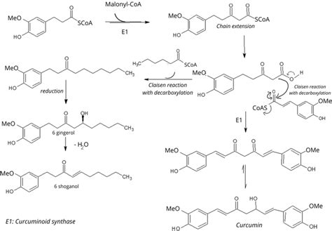 Pathway For Natural Synthesis Of Curcumin Download Scientific Diagram
