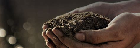 Пшеница твердых сортов: особенности производства и перспективы ...