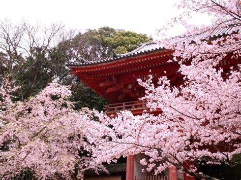 Cherry Blossoms At Daigo Ji Temple Kyotos Historic Sakura Paradise