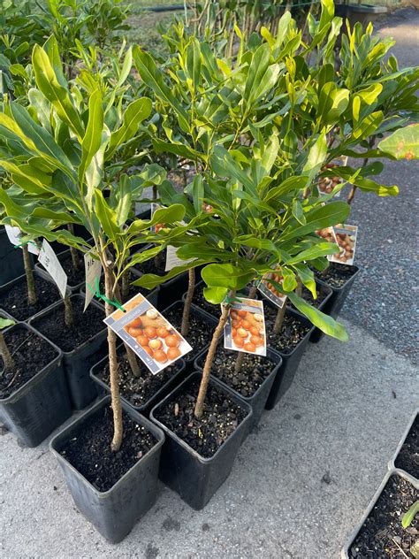 Buy Macadamia Fruit Trees Delivered To Your Door Ross Creek Tropicals