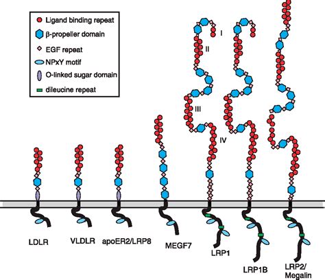 Figure 1 From Ldl Receptor Related Protein 1 Unique Tissue Specific