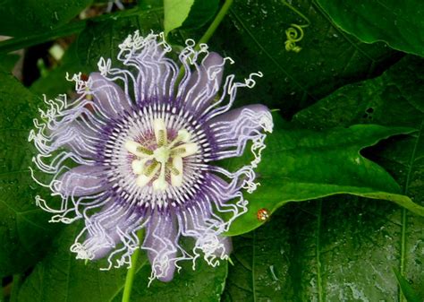Passiflora A F Arghya Gardens