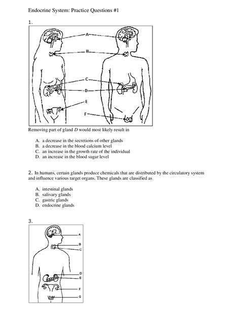 Endocrine System Practice Questions 1 Lecture Notes Endocrinology