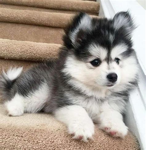 Pomsky Puppies For Sale Artofit