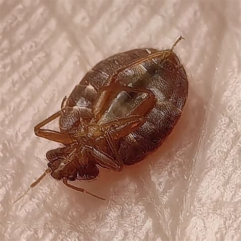 Mexican Chicken Bugs Identification Biology And Control
