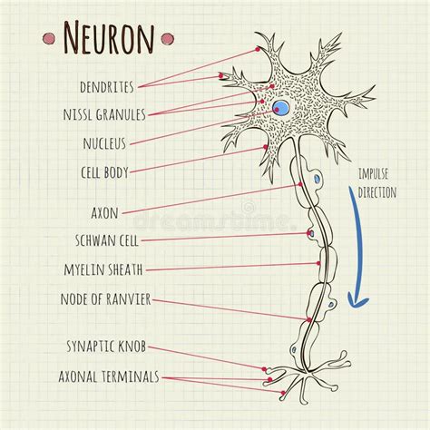 Basic Types Of Neurons Stock Vector Illustration Of Nerve 57677445
