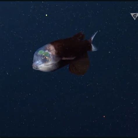 Incredible Barreleye Video Barreleye Species Bathylychnops Exilis