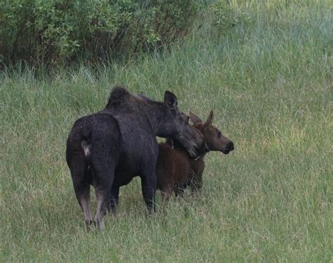 Mother Squirrel R Squirrels