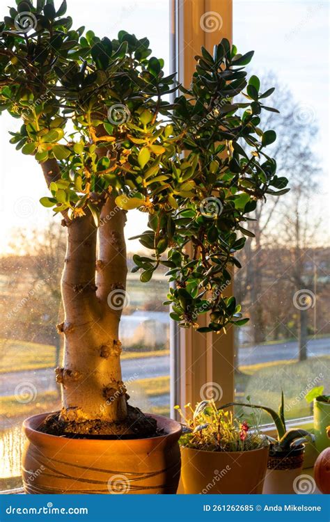 Large Crassula Ovata On The Windowsill Oval Crassula Colloquially Also Called The Money Tree