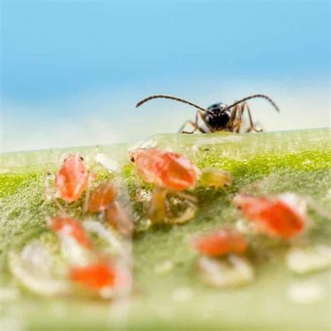 What Eats Aphids Aphid Eating Bugs And Predators