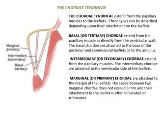 Mitral Valve Anatomy Pptx