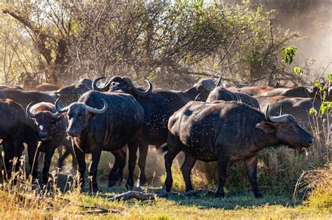 Estampida De Búfalos Botswana áfrica Foto Premium