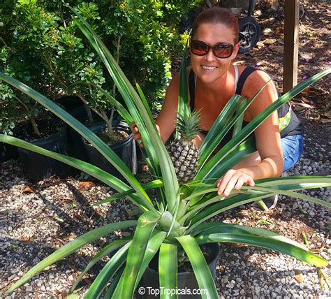How To Grow A Pineapple Plant From A Pineapple Top How To Grow A
