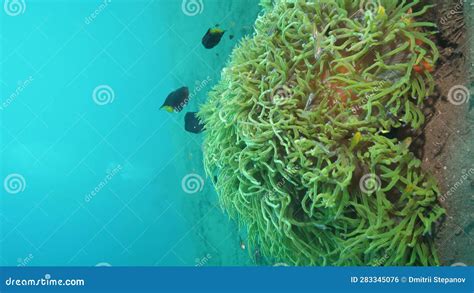 Coral Reef Rock Surrounded By Fishes On Sandy Bottom Of Sea Stock