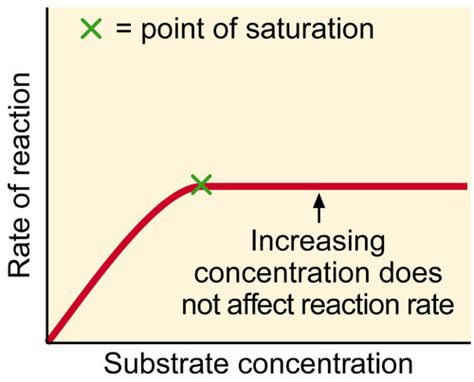Effect Of Substrate Concentration On Enzyme Activity Flashcards Quizlet