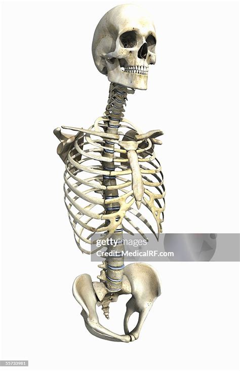 The Upper Skeletal System High Res Vector Graphic Getty Images