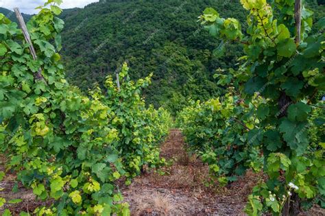 Premium Photo German Vineyard Terraces