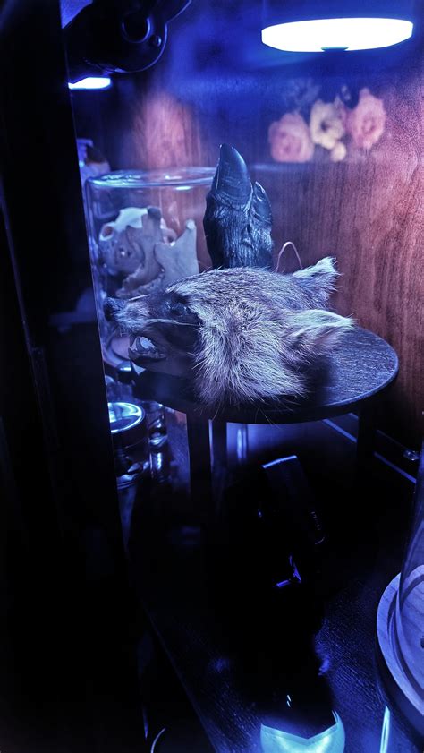 A Few Pieces Of My Collection R Oddities