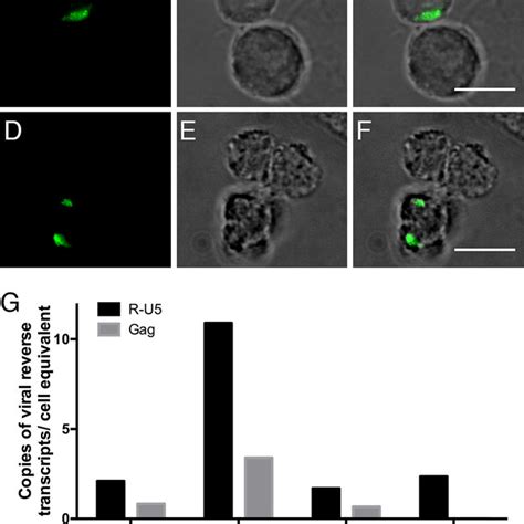 fib sem imaging reveals virological synapses between infected and